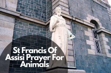 St Francis Of Assisi Prayer For Animals